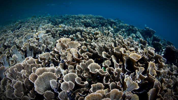 The Cause and Consequences of Ocean Acidification [Video] - Giving Compass