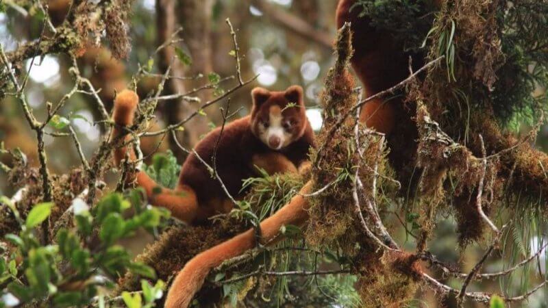 Tree Kangaroo Conservation Program - Giving Compass