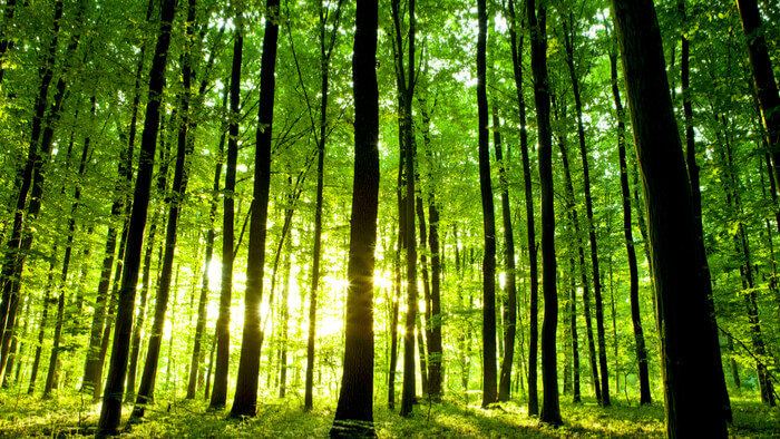 Living Near Forests Can Have a Positive Effect on Brain Health - Giving ...
