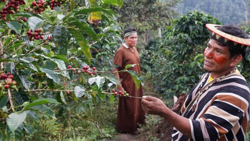 Fair Trade for Peru's Indigenous Coffee Growers? - Giving Compass