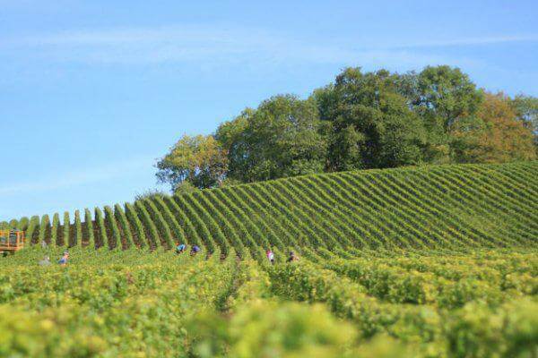 Why Agroforestry Improves Farming Practices - Giving Compass