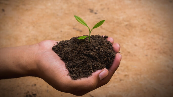 Forest Restoration: The Risks and Rewards of Entering the Tree Planting ...