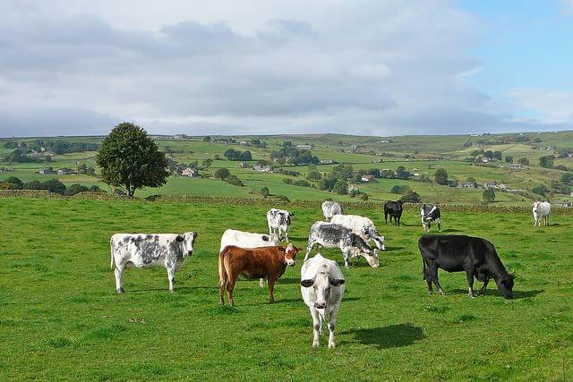 Not Easy Being Green: A Look at Beef Grazing Operations - Giving Compass