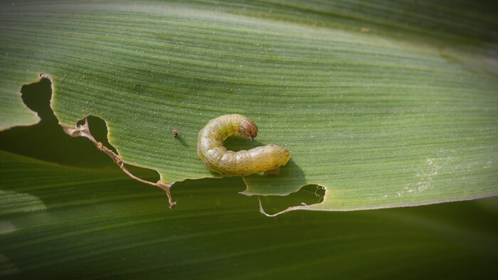 Fall Armyworm: A Threat to Africa’s Food Security - Giving Compass