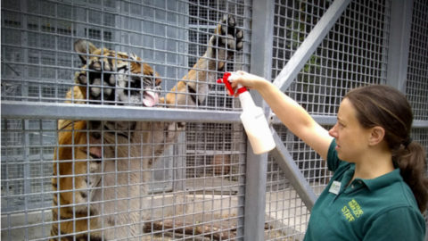 How Zoos Are Making an Impact for Endangered Species - Giving Compass