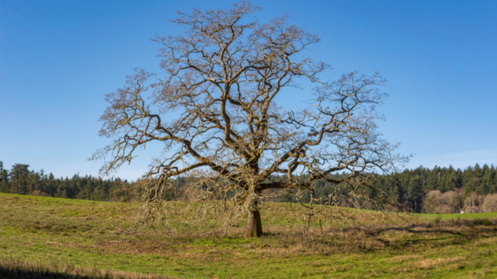 Can a Seattle Whiskey Distillery Save Washington’s Only Native Oak Tree ...