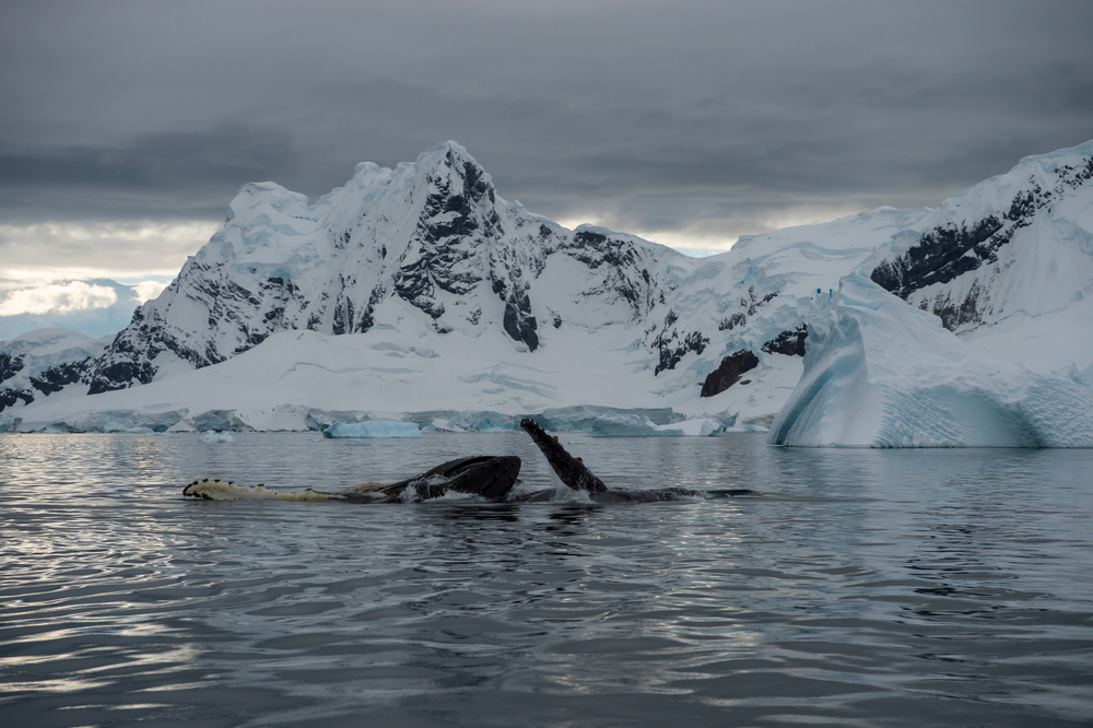 Discovering the Future of the Antarctic Krill · Giving Compass