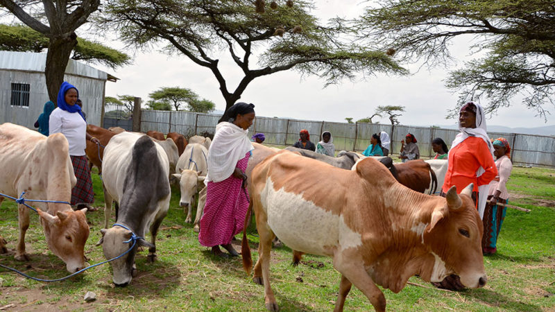Women's Cooperatives On the Rise in Rural Ethiopia - Giving Compass