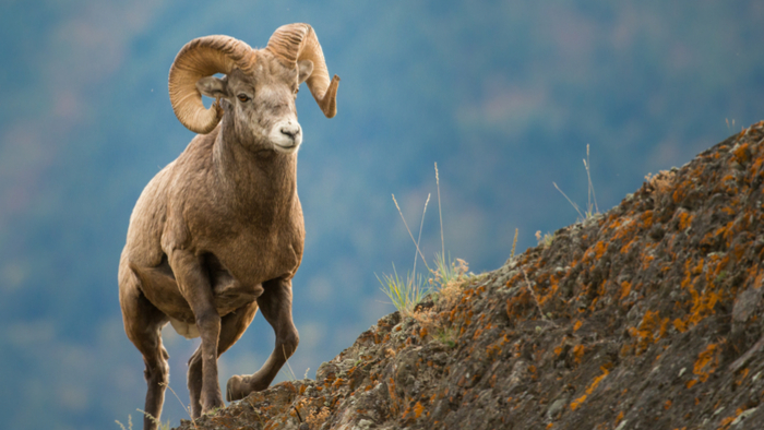 To Save Animals We Need to Save Their Knowledge Too - Giving Compass