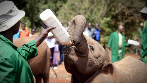 How to Be a Conservationist - Giving Compass