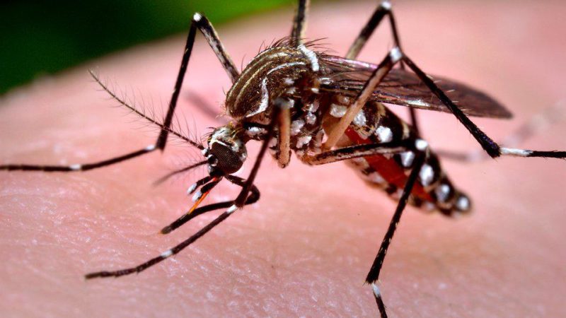 Australian Scientists Awarded $50 Million to Fight Mosquito-Borne ...