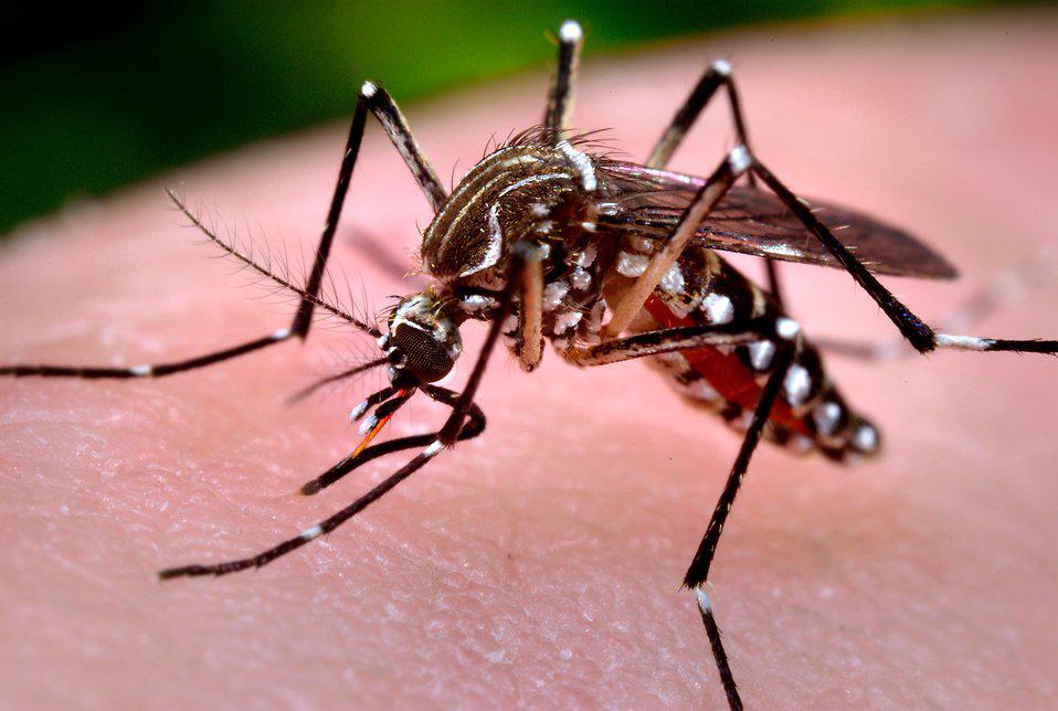 Australian Scientists Awarded $50 Million to Fight Mosquito-Borne ...