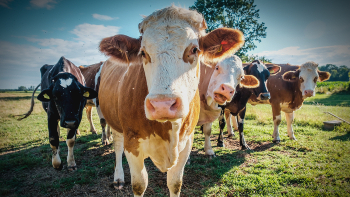 The World's First Floating Dairy Farm Could Revolutionize Milk ...