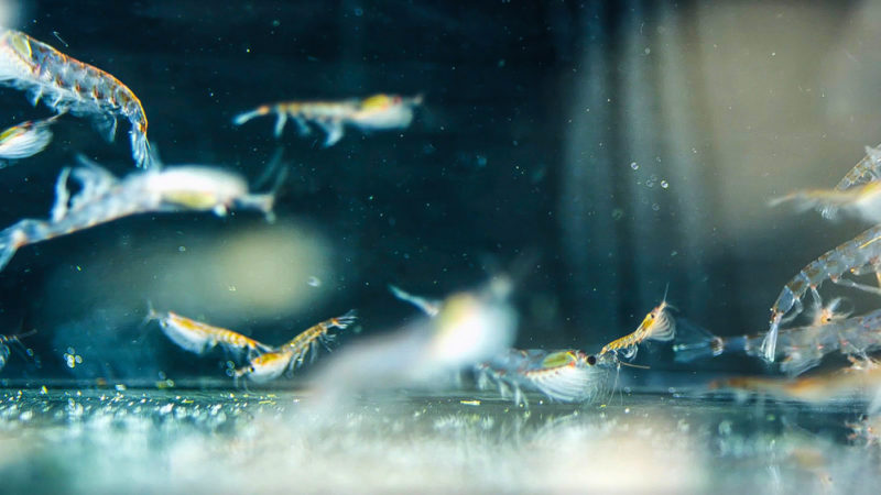 How DNA Sequencing Is Revealing New Insights About Ocean Health ...