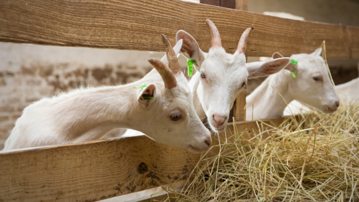 Unpacking Effective Animal Advocacy Strategies [Video] - Giving Compass