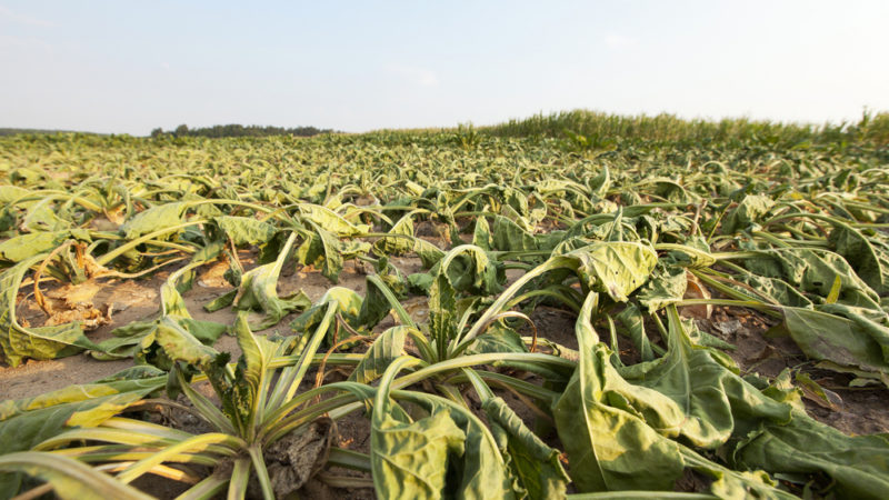 What Climate Change Will Mean for Crops - Giving Compass