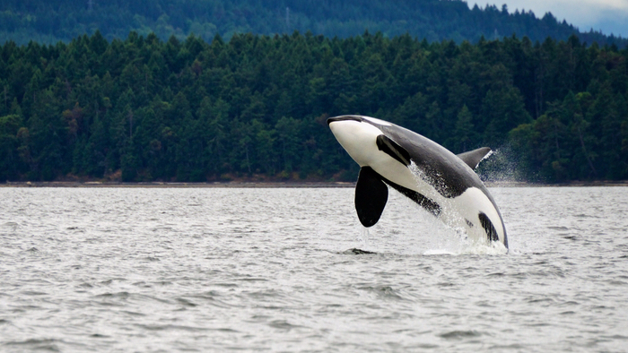 The $1 Billion Push to Save Orca Whales in Washington - Giving Compass