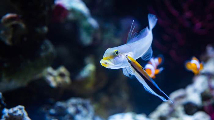 The Mirror Test of Self-Awareness Has a Fish Problem - Giving Compass