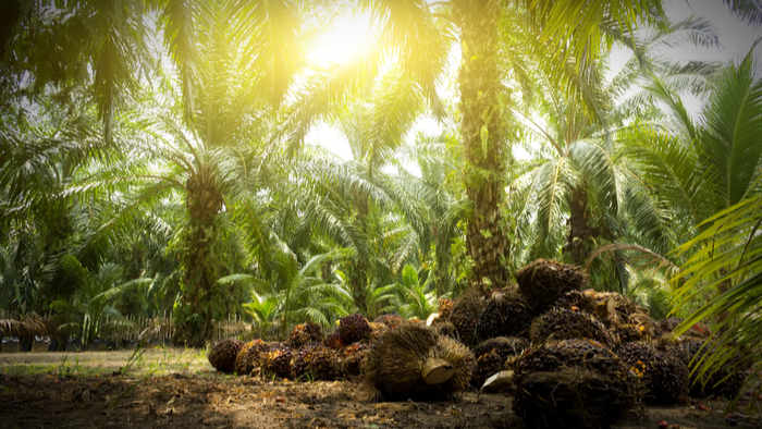 How Demand for Palm Oil Ravages Forests - Giving Compass