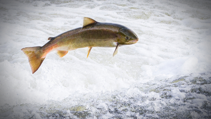 More CO2 Messes Up Salmons' Life-or-Death Sense of Smell - Giving Compass