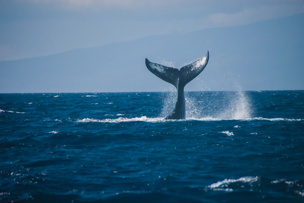 NOAA Authorizes Harmful Seismic Blasting in the Atlantic · Giving Compass