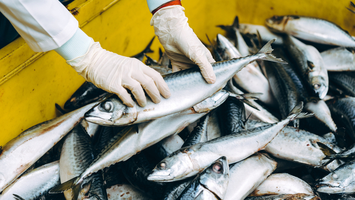 Seafood Processing Water Can Help Supply the World with Protein ...