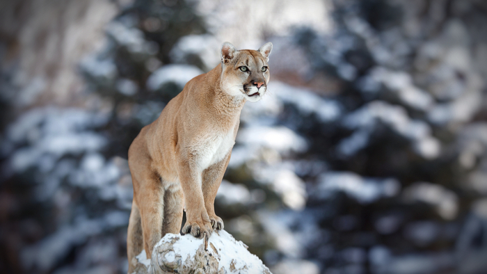 The Essential Role of Mountain Lions in Engineering Ecosystems - Giving ...