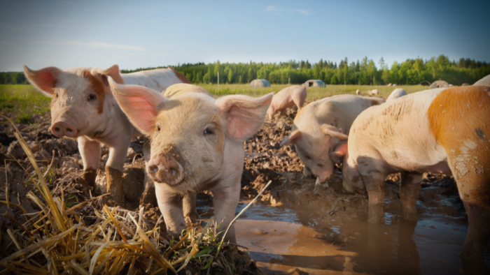 Could Pasture-Raised Pork Provide a Sustainable Future for Hog Farming ...
