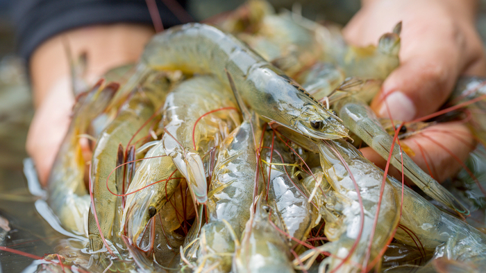 Will Plant-Based Fish Food Make Aquaculture More Sustainable? - Giving ...