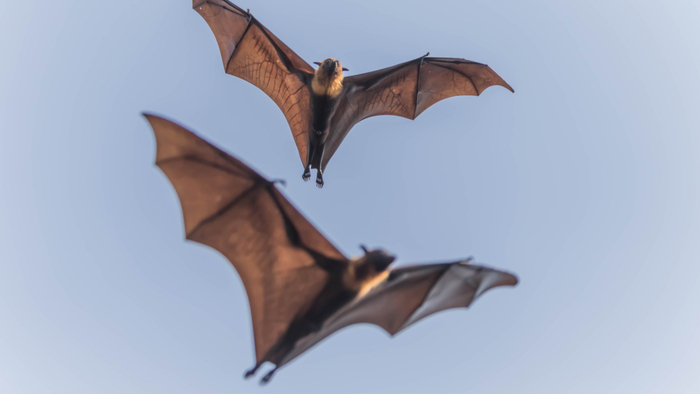 How Bats Can Help Reduce Pesticide Use in Farms - Giving Compass