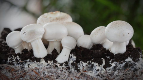 Following the Mycelium Model to Better Understand Parts of the Social ...