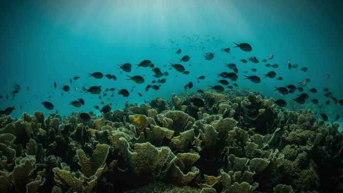 Find Out How Climate Change Impacts Fish Species - Giving Compass