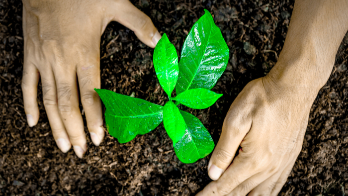 How We Get the Trees We Need to Fight Climate Change - Giving Compass