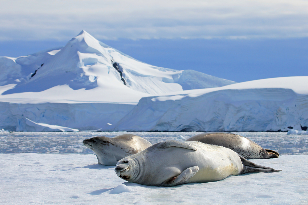 How To Explain A Giant Hole In Antarctic Ice · Giving Compass