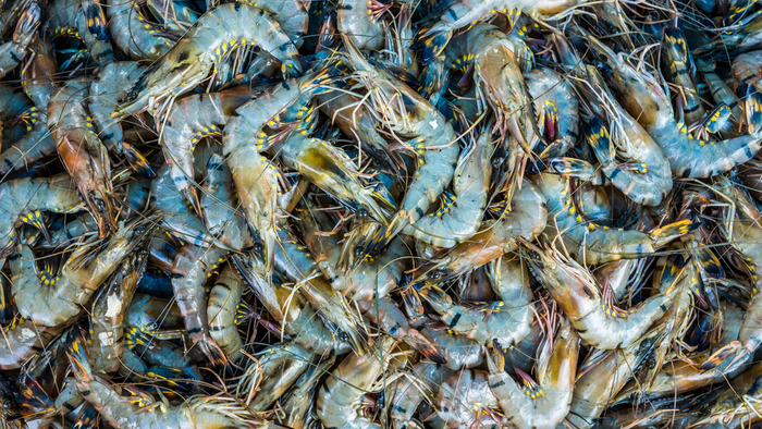 Climate Change Will Make Seafood Scarcer and More Dangerous - Giving ...