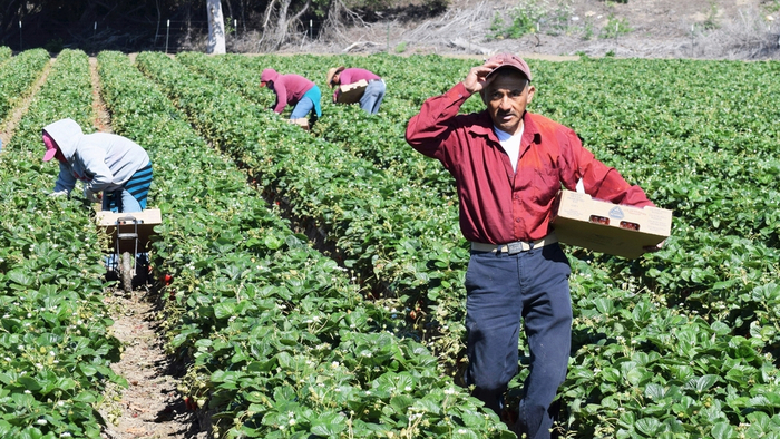 A New Pathway to Citizenship for Undocumented Farmworkers - Giving Compass