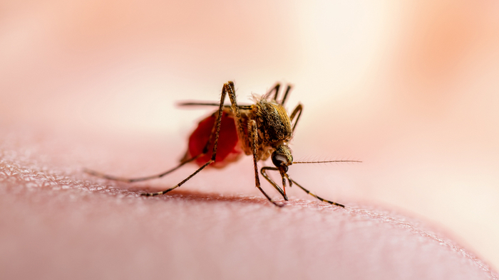 Research Reveals How Malaria Parasite Plans Ahead - Giving Compass