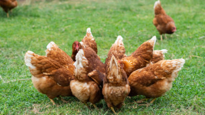 Turning Food Waste Into Animal Feed - Giving Compass