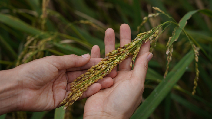 Climate Change Could Double Toxic Arsenic in Rice - Giving Compass