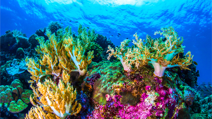 Heat-Resistant Corals Save The Day For Reefs In Fiji - Giving Compass