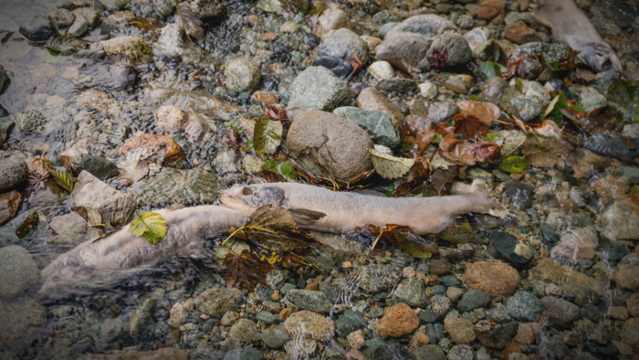 Indigenous Tribes Are Leading in Climate Change Resilience - Giving Compass