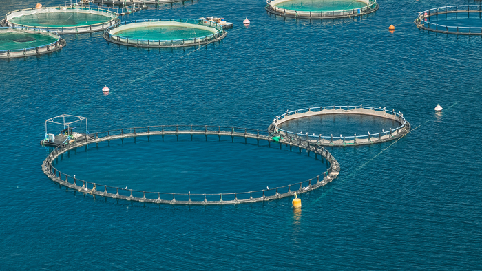 Fish Farms Turn to AI to Scale Up Sustainable Aquaculture - Giving Compass