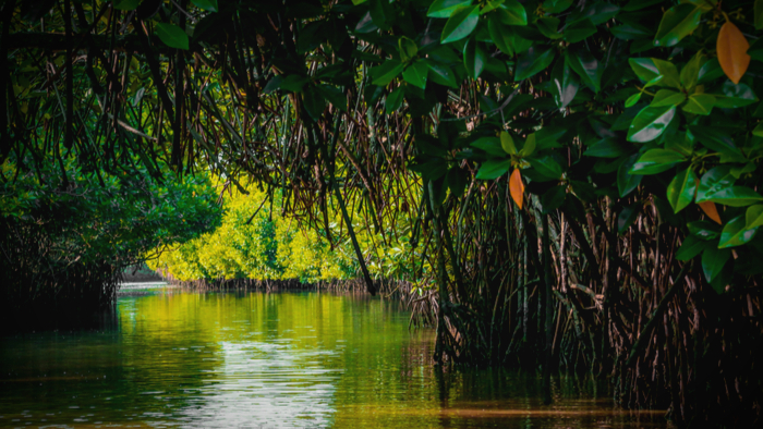 Protecting Mangroves to Prevent Global Flooding - Giving Compass