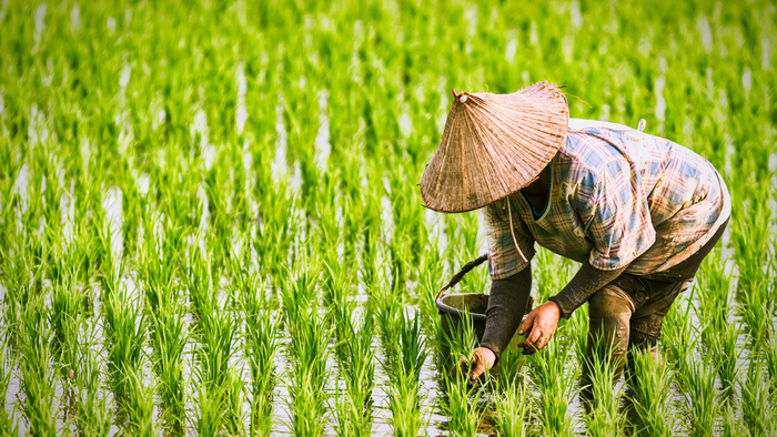 What We Can Learn from the Sustainable Rice Platform - Giving Compass