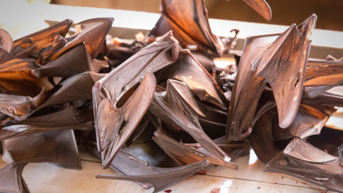 Conservation Policy Can Prevent Future Pandemics Giving Compass