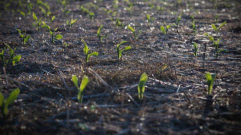 Recycling Waste into Sustainable Fertilizer - Giving Compass