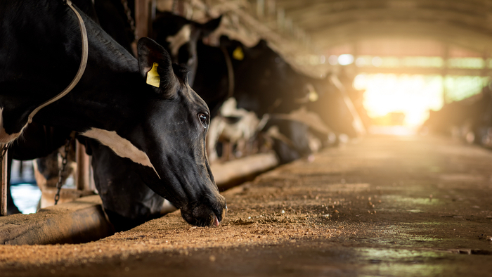 How to Make Beef and Cattle-farming Better for the Environment - Giving ...