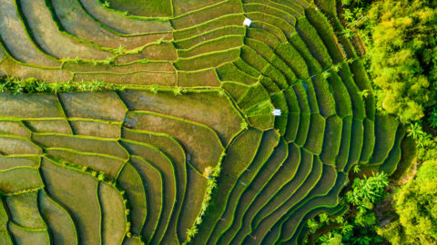 Bringing Native Plants Back to Indigenous Diets in Indonesia · Giving ...