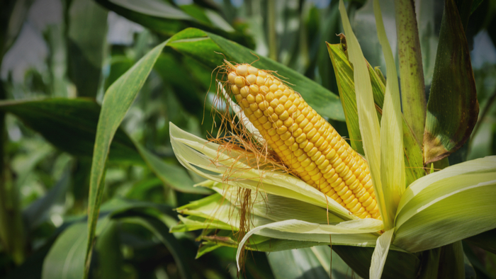 Corn and Climate Change: Why Technology Addressing Droughts Won't Help ...