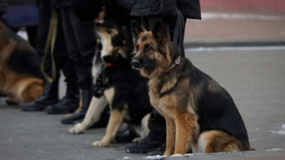 A Closer Look at the Fatal Impact of Unmonitored Police Dogs - Giving ...